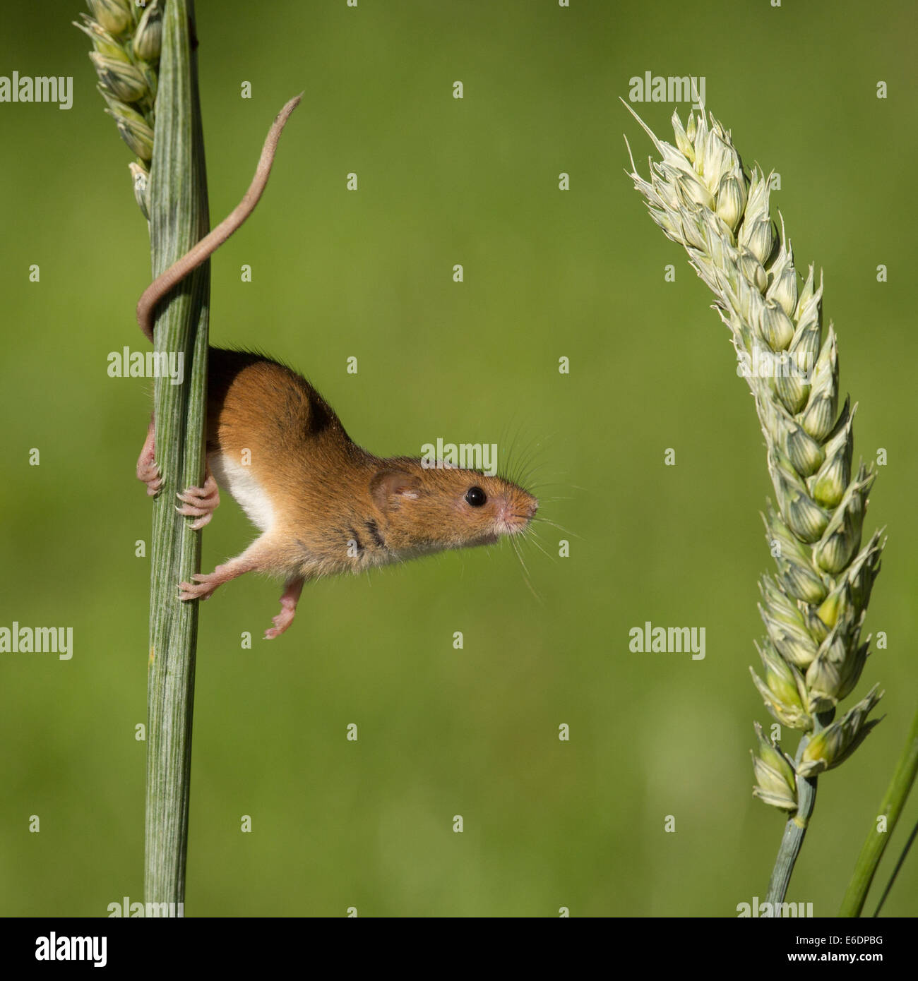 Mouse Jumping In Virginia