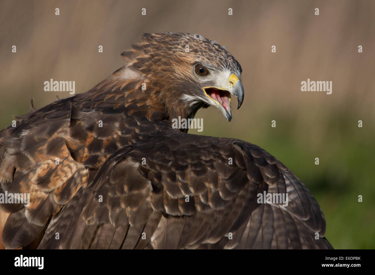 Bird of prey mantling hi-res stock photography and images - Alamy