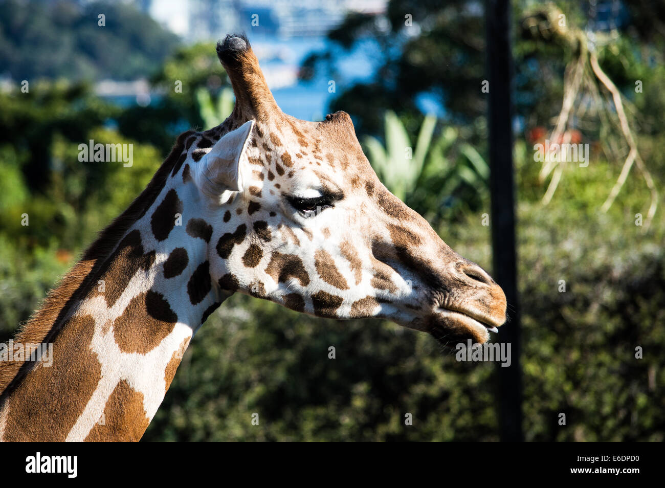 Giraffe close up in Australia. Beautiful detail Stock Photo - Alamy