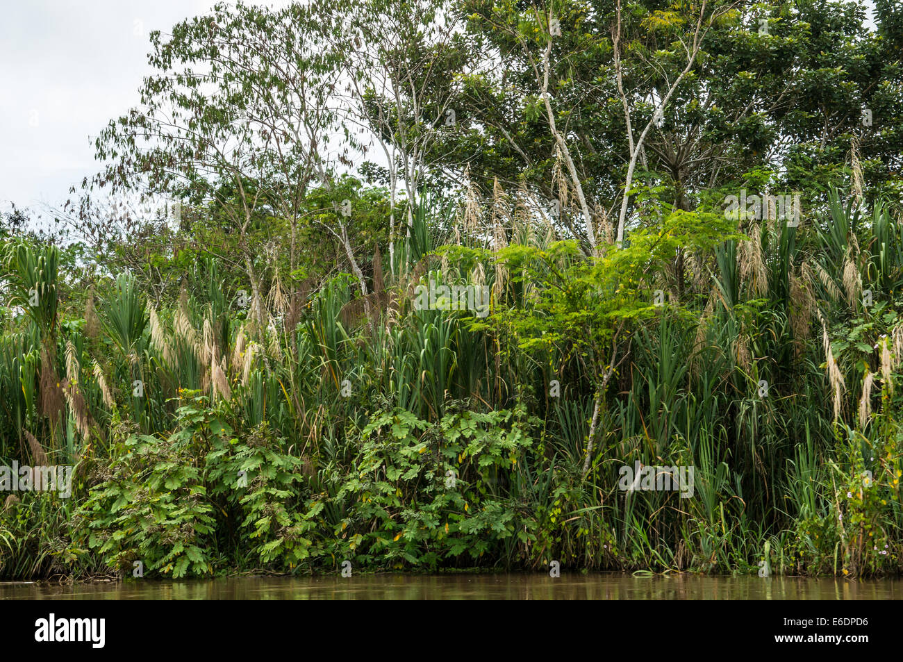 Amazon river ecosystem hi-res stock photography and images - Alamy