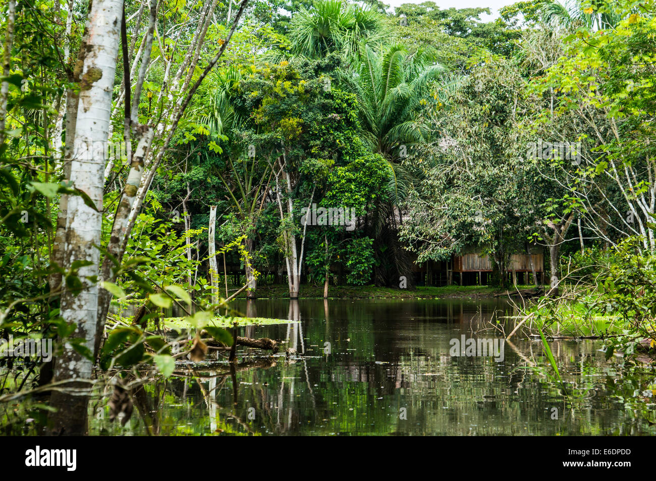 Amazon river hi-res stock photography and images - Alamy