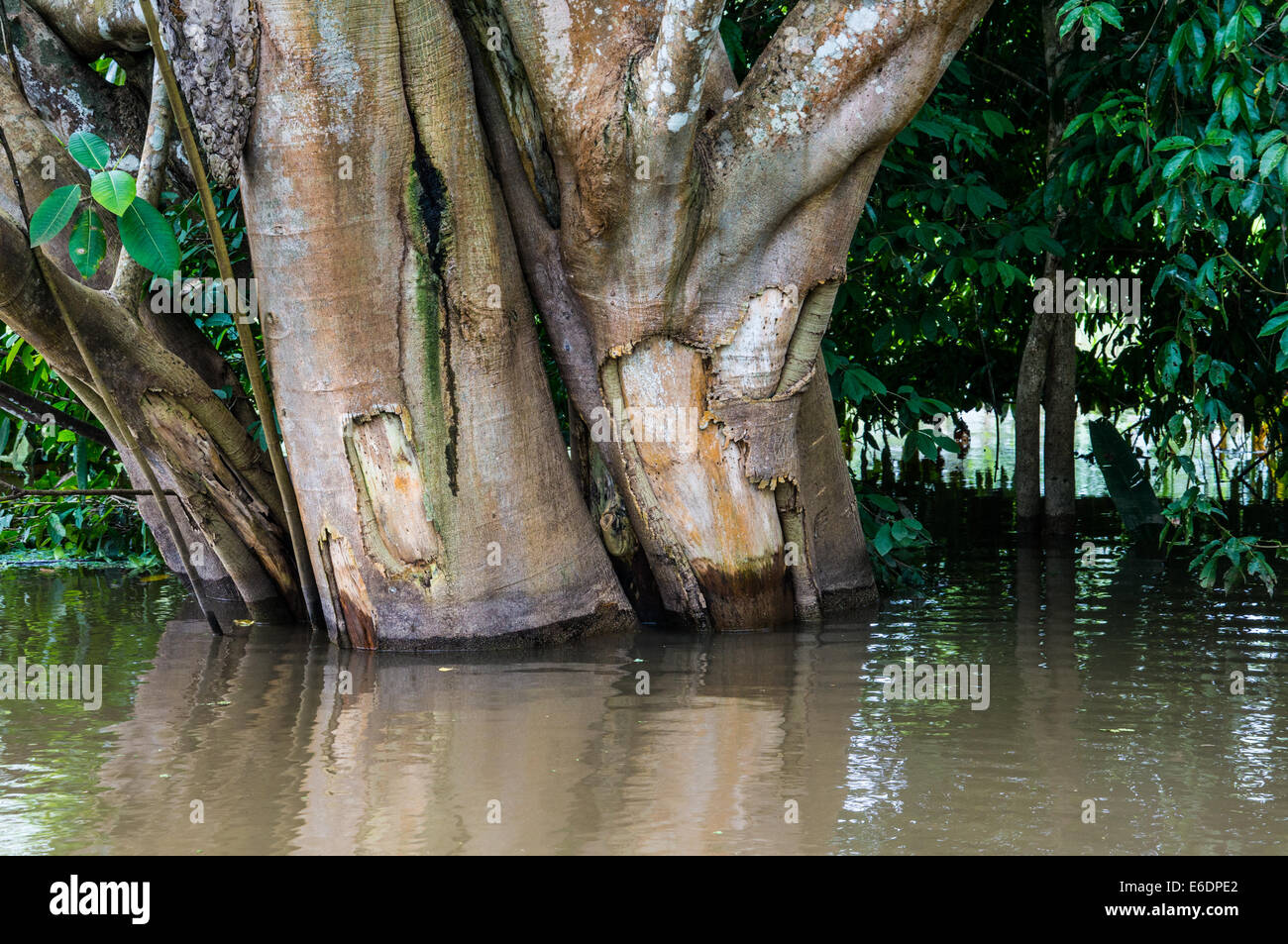 Amazon River scenics Stock Photo - Alamy