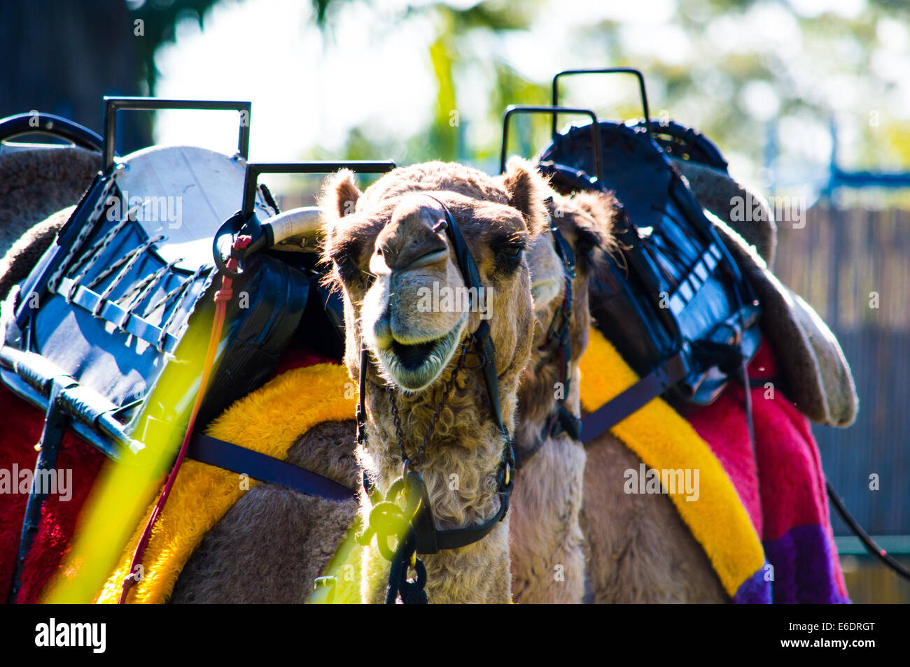Camels smile while resting after camel rides Stock Photo - Alamy