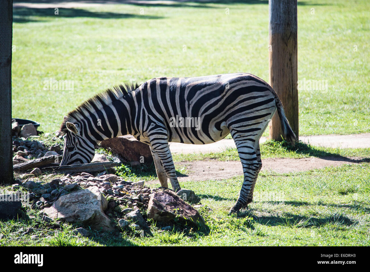 Zebra Feeding Time In Australian Zoo Stock Photo - Alamy