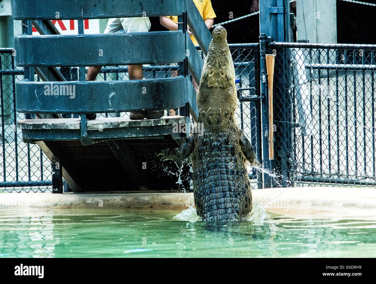 Crocodile Feeding Time Stock Photo - Alamy
