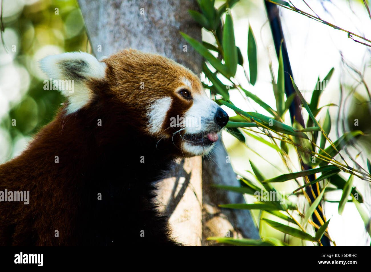 Beautiful Colours of Red Panda In Australia Stock Photo - Alamy