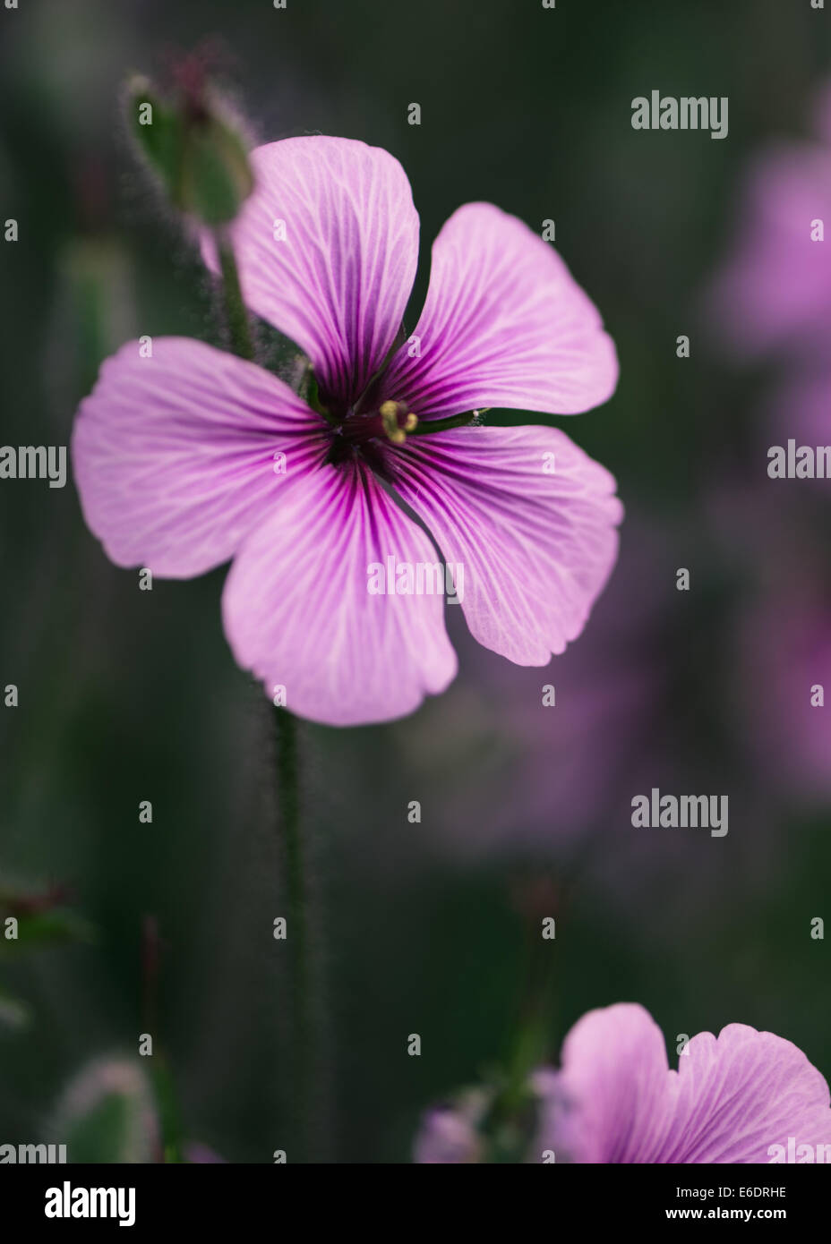 Geranium patricia hi-res stock photography and images - Alamy