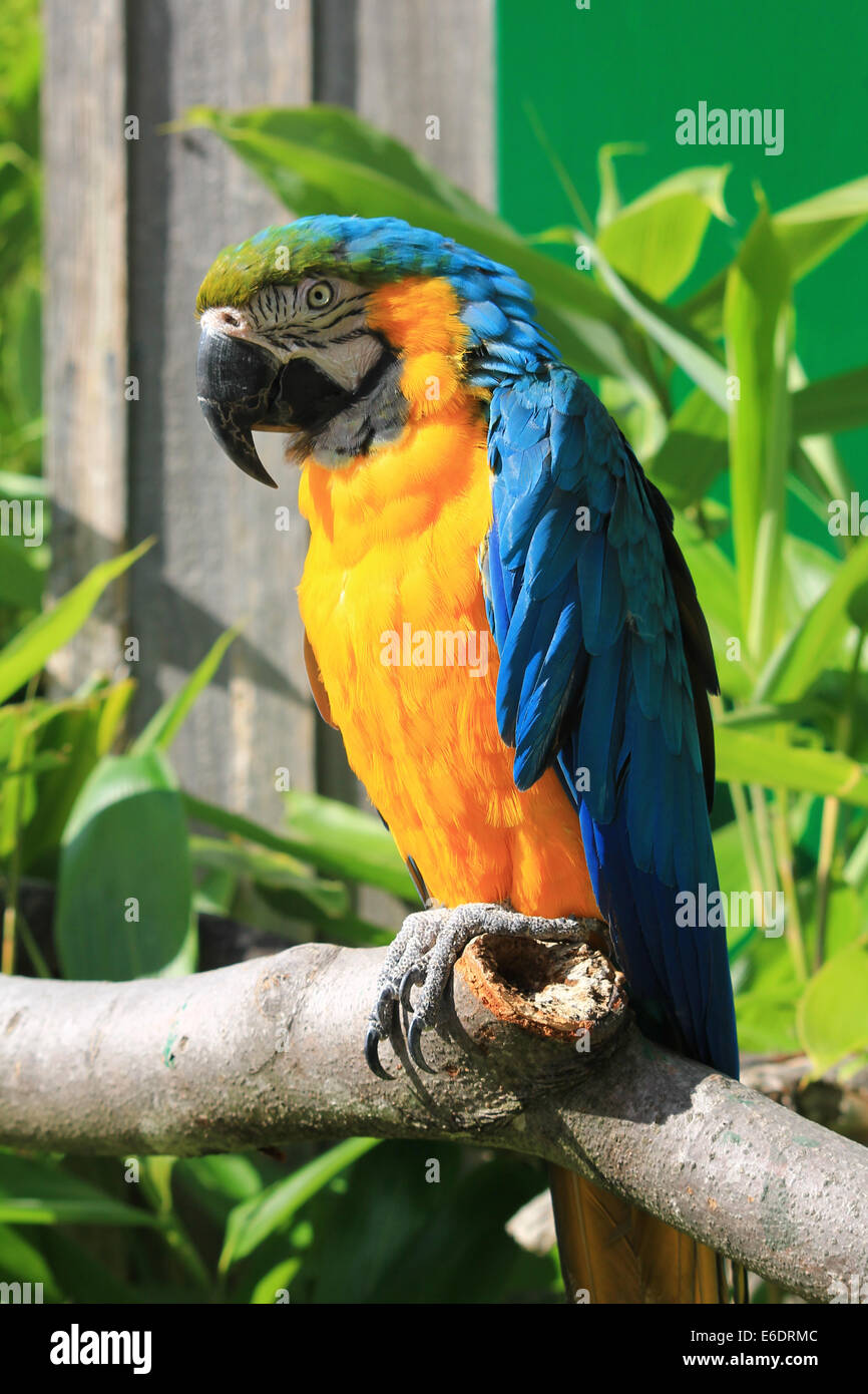 A blue and yellow (gold) macaw parrot on a branch with foliage in the ...