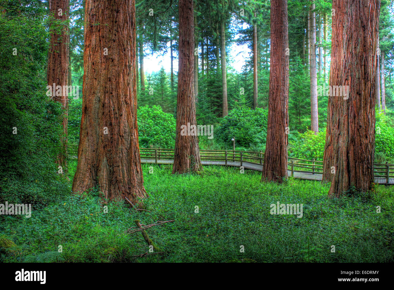 HDR shot of some redwood trees with path meandering through them Stock ...