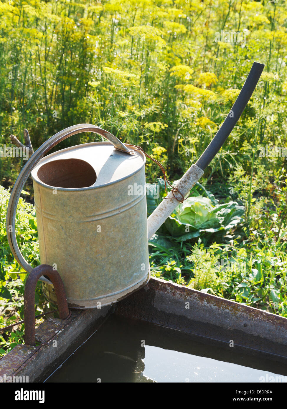 watering can on basin with water for garden watering in garden in ...
