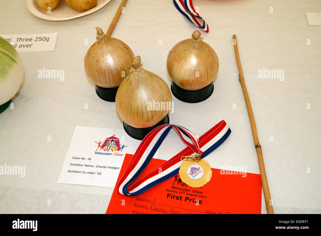 Prize Onions Worcester Show Worcester Worcestershire England UK Stock ...