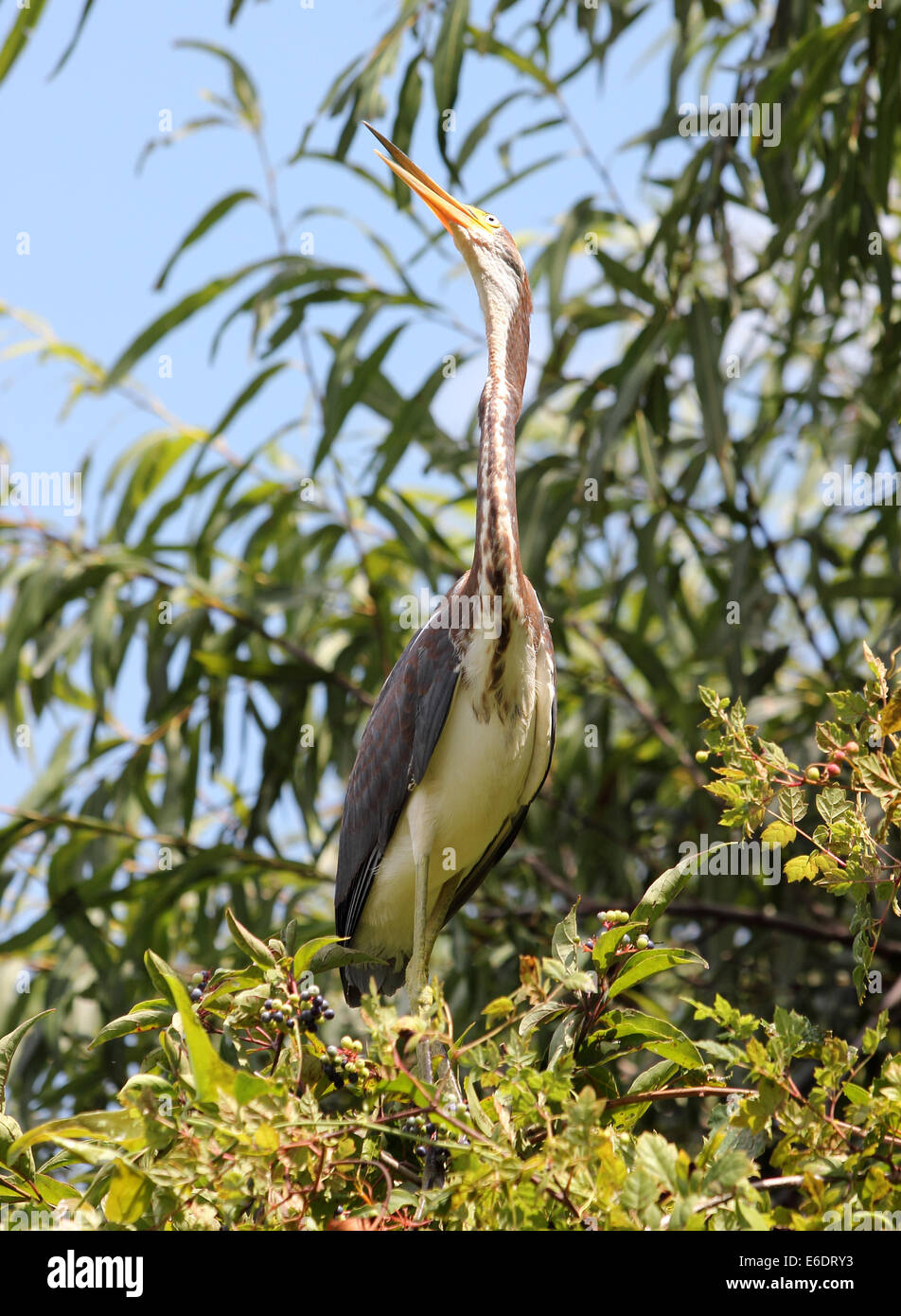 A young Tricolored heron perches in a nesting tree.Head looking up ...