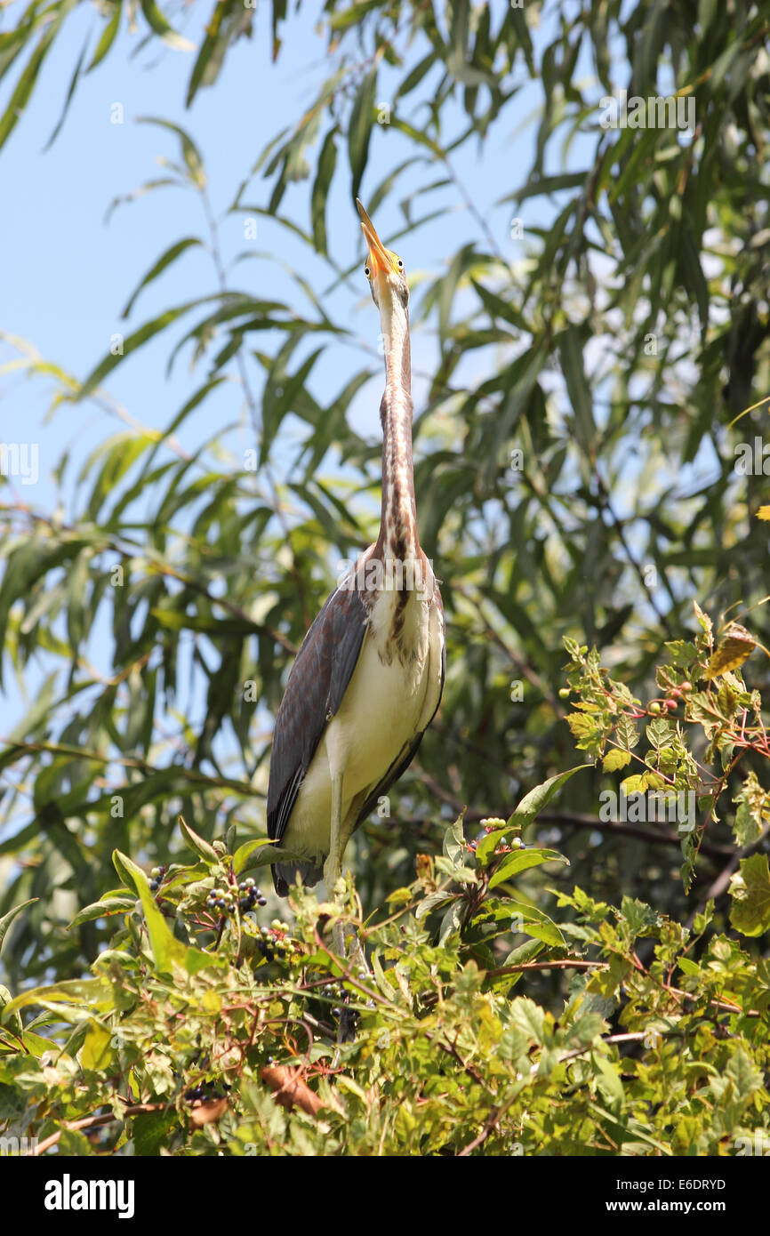 A young Tricolored heron perches in a nesting tree.Head looking up ...