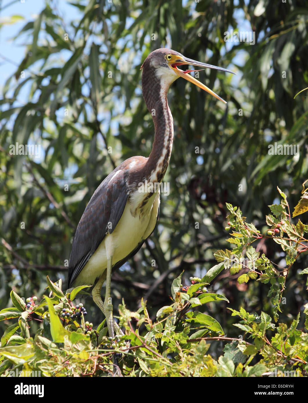 A young Tricolored heron perches in a nesting tree.Sticking out tongue ...