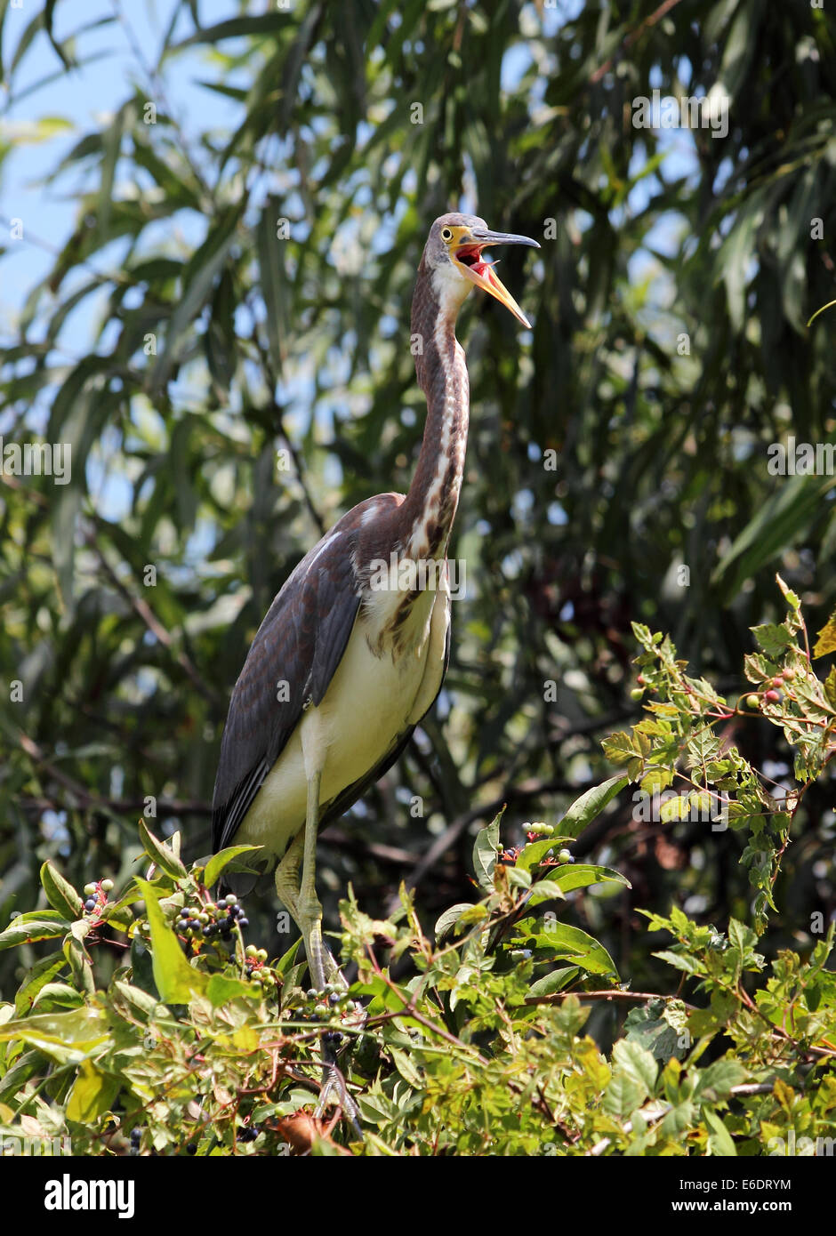 A young Tricolored heron perches in a nesting tree.Sticking out tongue ...