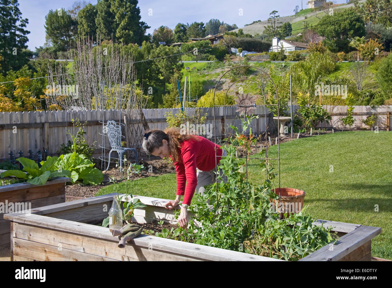 Pea planter hi-res stock photography and images - Alamy