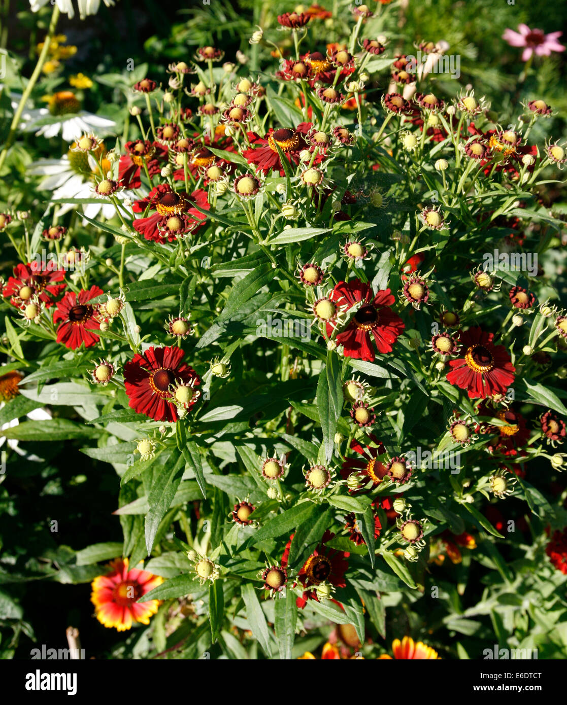 Helenium red hi-res stock photography and images - Alamy
