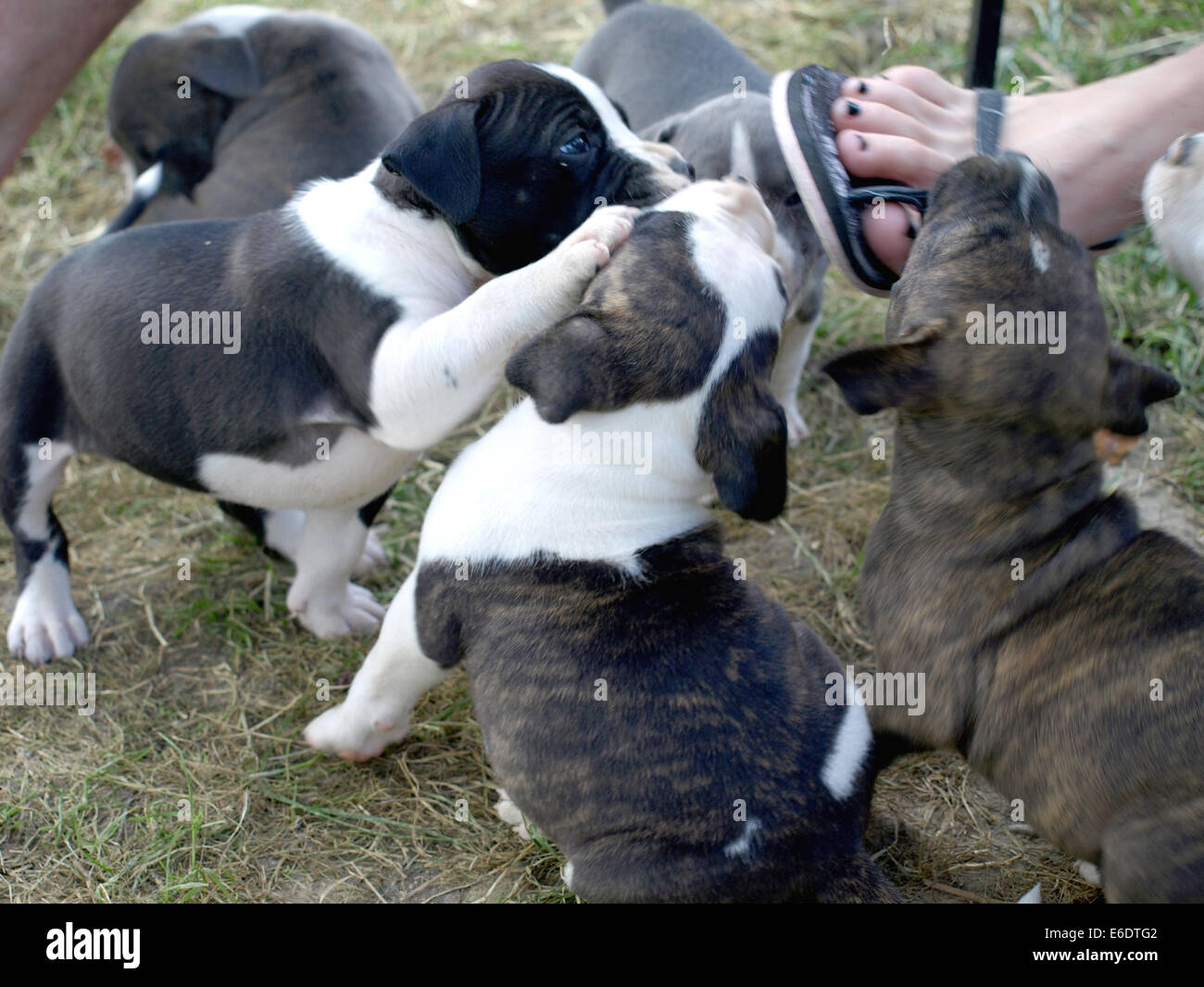 Very cute sisters and brother puppies stafford Stock Photo - Alamy