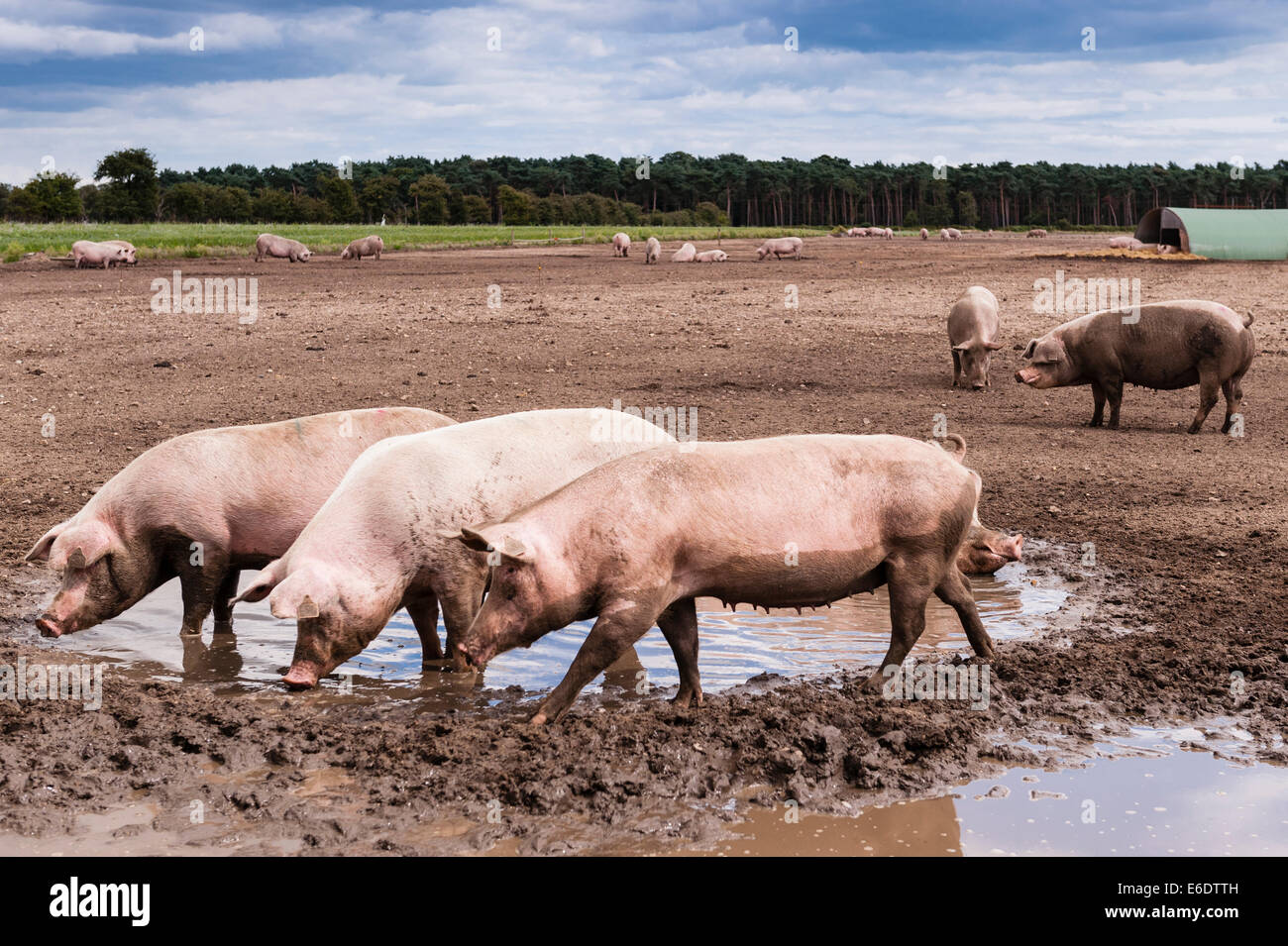 Pigs Wallow Mud High Resolution Stock Photography and Images - Alamy