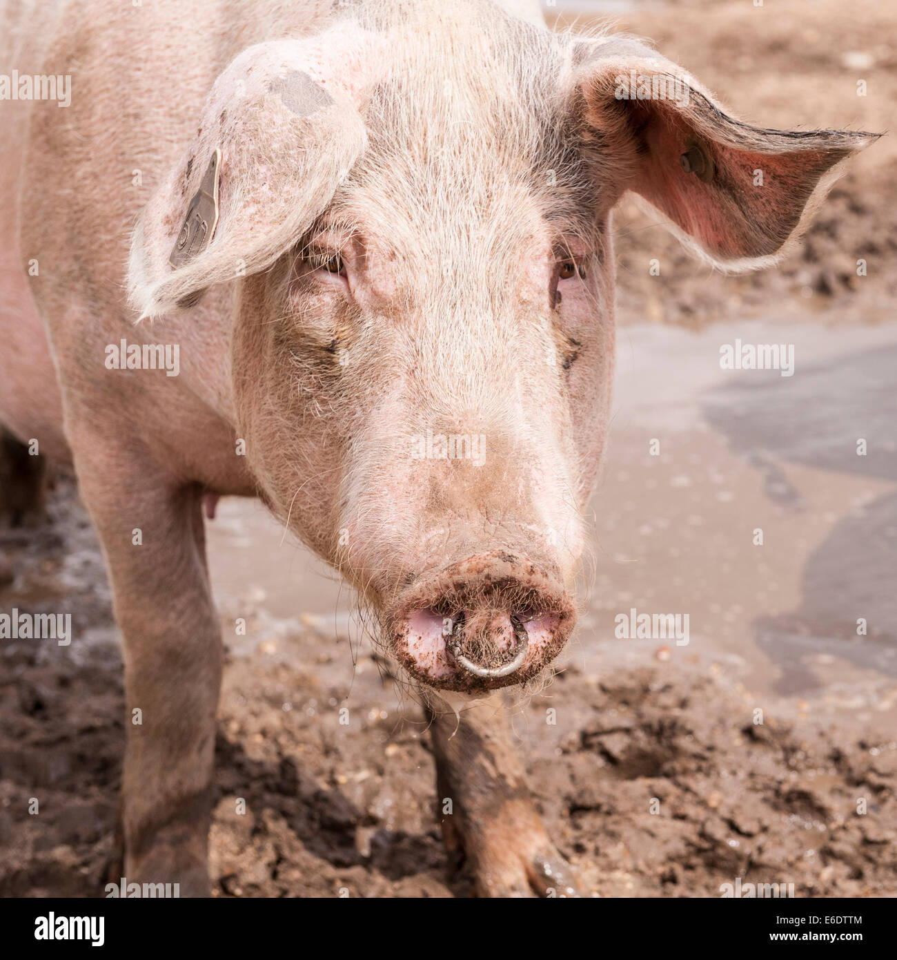 Pig in field hi-res stock photography and images - Alamy