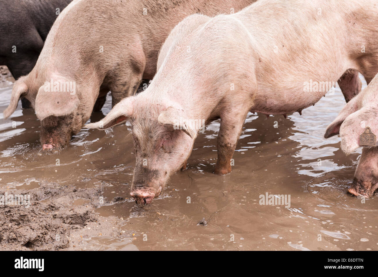 Some pigs wallowing in mud in a field in Cove Hithe , Suffolk , England ...
