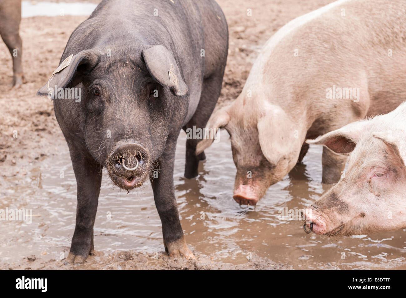 Pigs wallow mud hi-res stock photography and images - Alamy