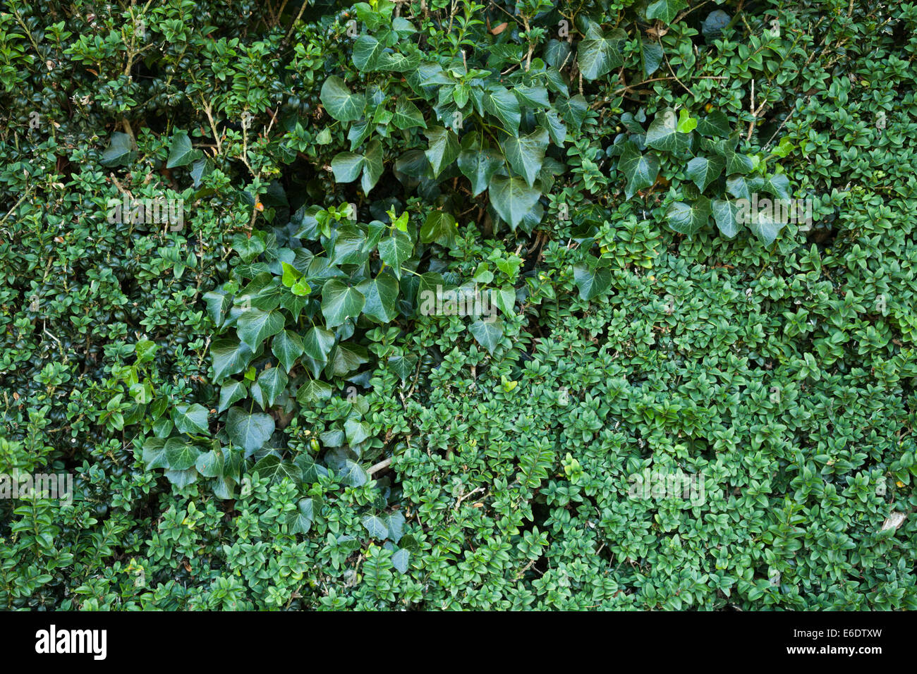 A green hedge of privet and ivy forming a natural evergreen/semi ...