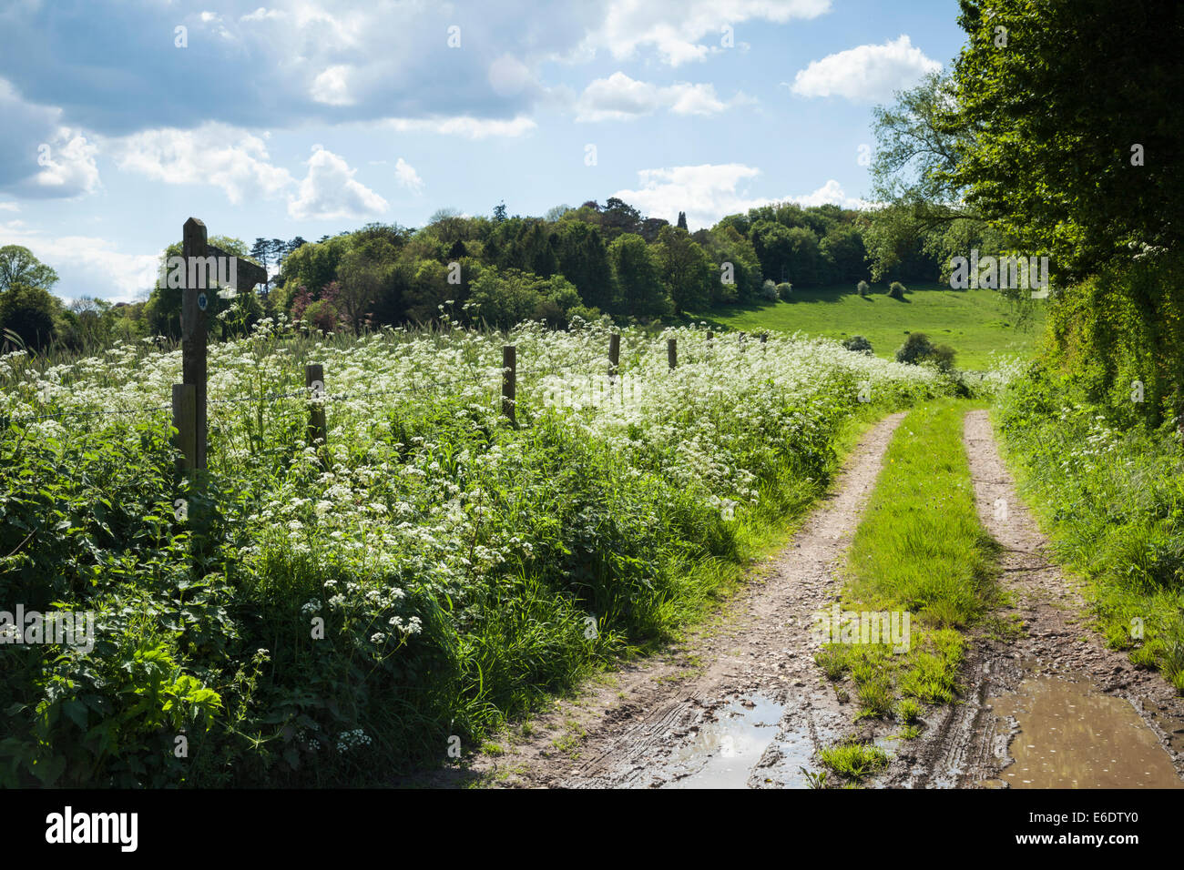 An ancient Byway winds its way beside a spring hedgerow near the ...