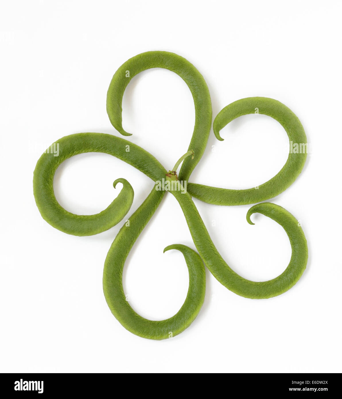 Rosette shape hi-res stock photography and images - Alamy