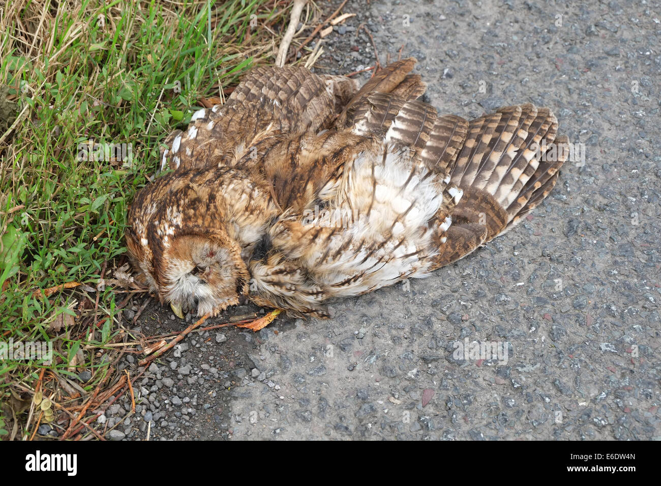 Dead Tawney owl beside the road from Cheddar to Wedmore in Somerset ...