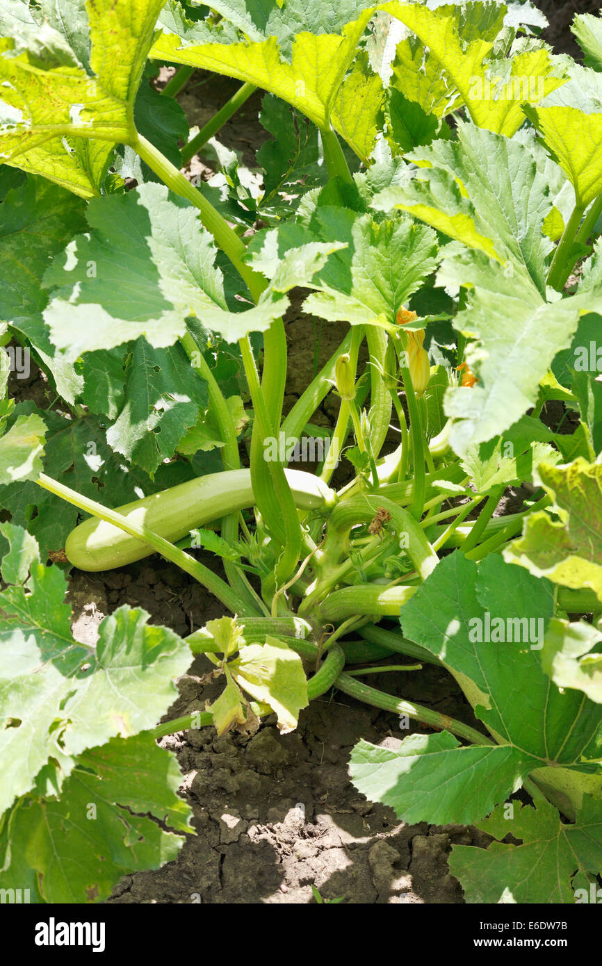 ripe squash in leaves in garden in summer day Stock Photo - Alamy