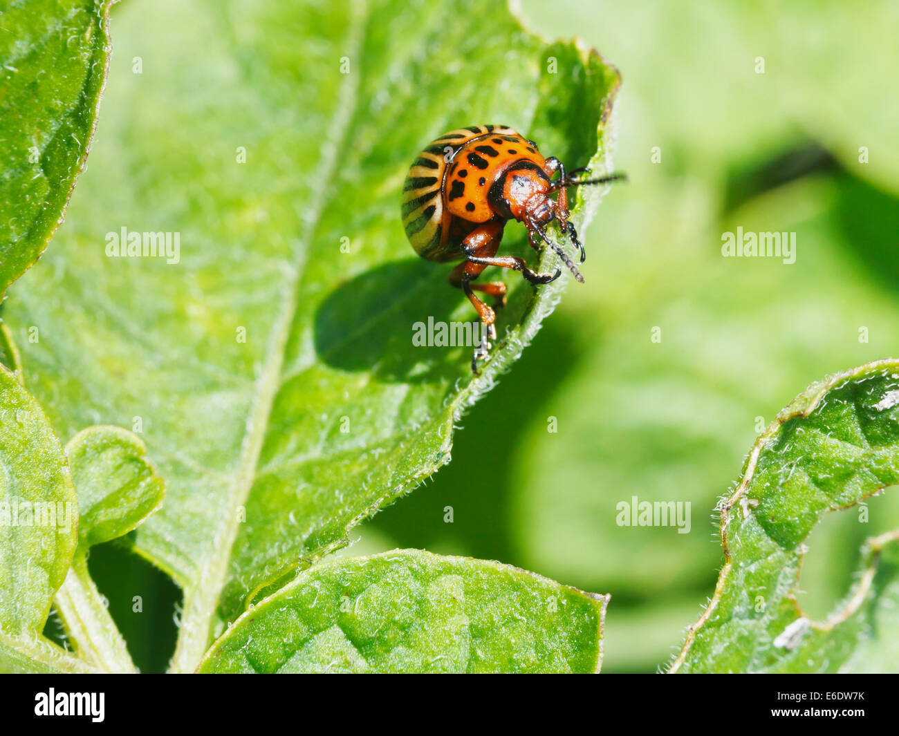 Potato bug hi-res stock photography and images - Alamy