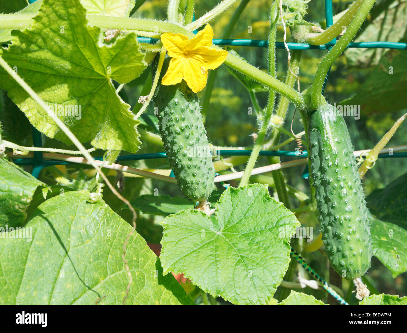 cucumbers plantation on garden in summer day Stock Photo - Alamy