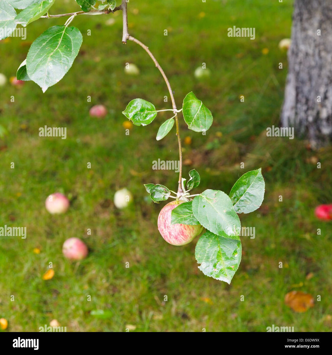 Fallen over apple tree hi-res stock photography and images - Alamy