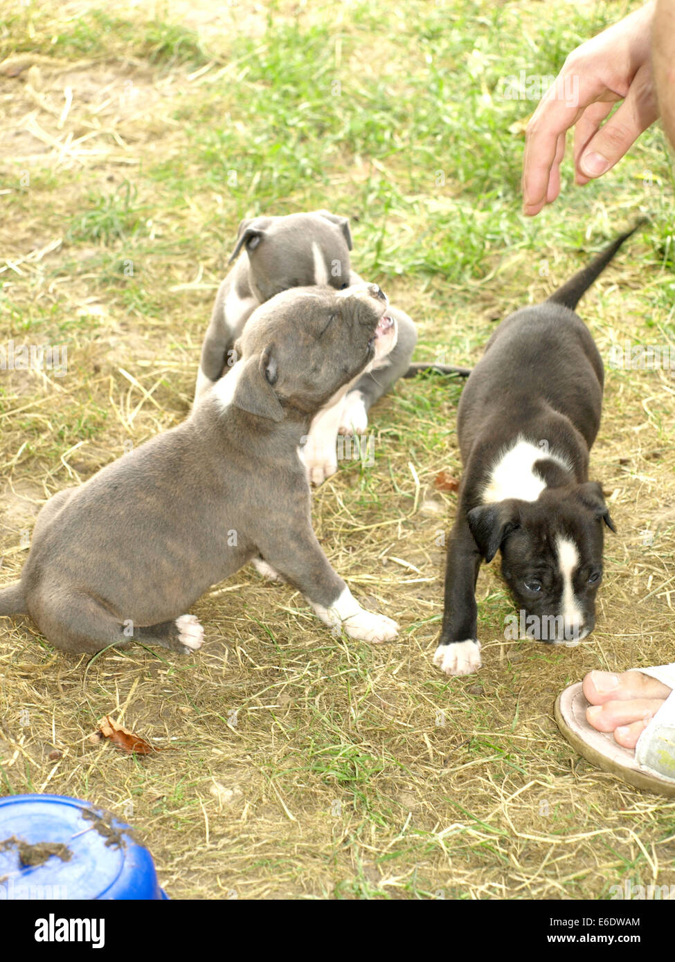 Very cute sisters and brother puppies stafford Stock Photo - Alamy