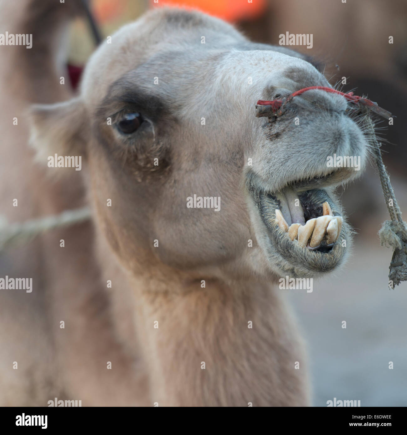 Camel close up open mouth hi-res stock photography and images - Alamy