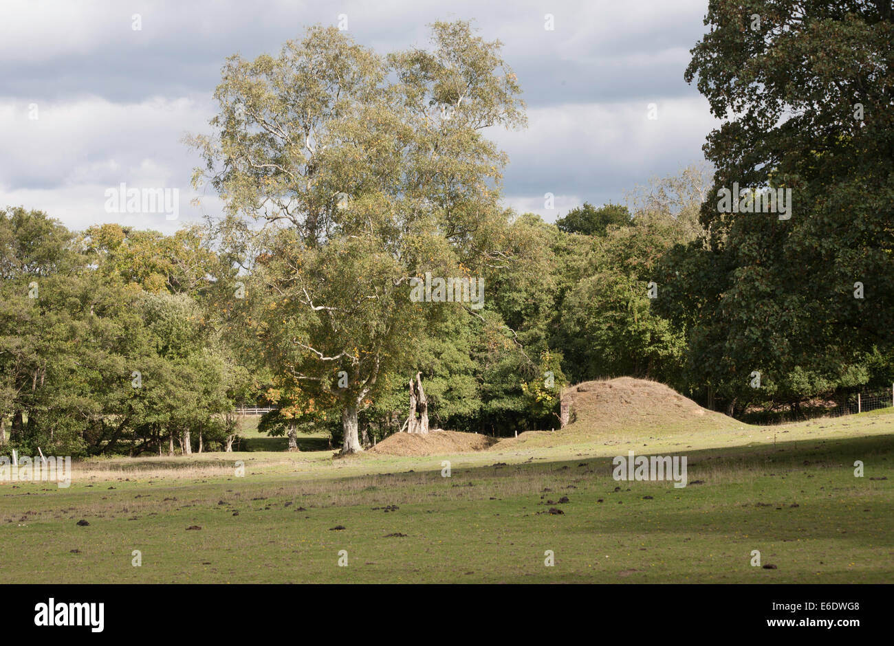 Tumulus near Hiscocks Hill Fritham The New Forest Hampshire England ...