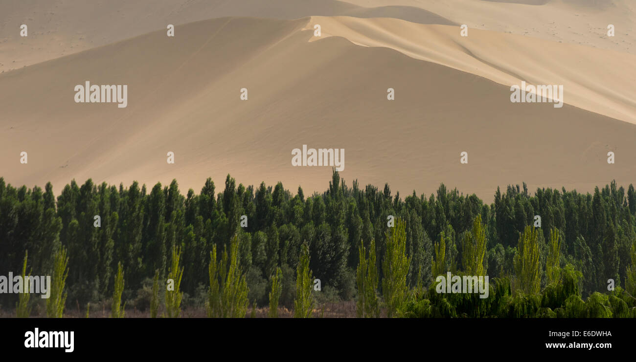 Trees with sand dunes at Mingsha Shan, Dunhuang, Jiuquan, Gansu ...