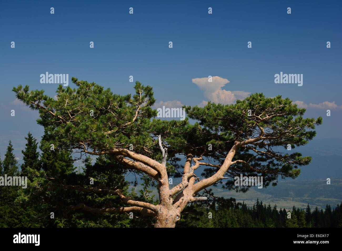 Pine wind hi-res stock photography and images - Alamy