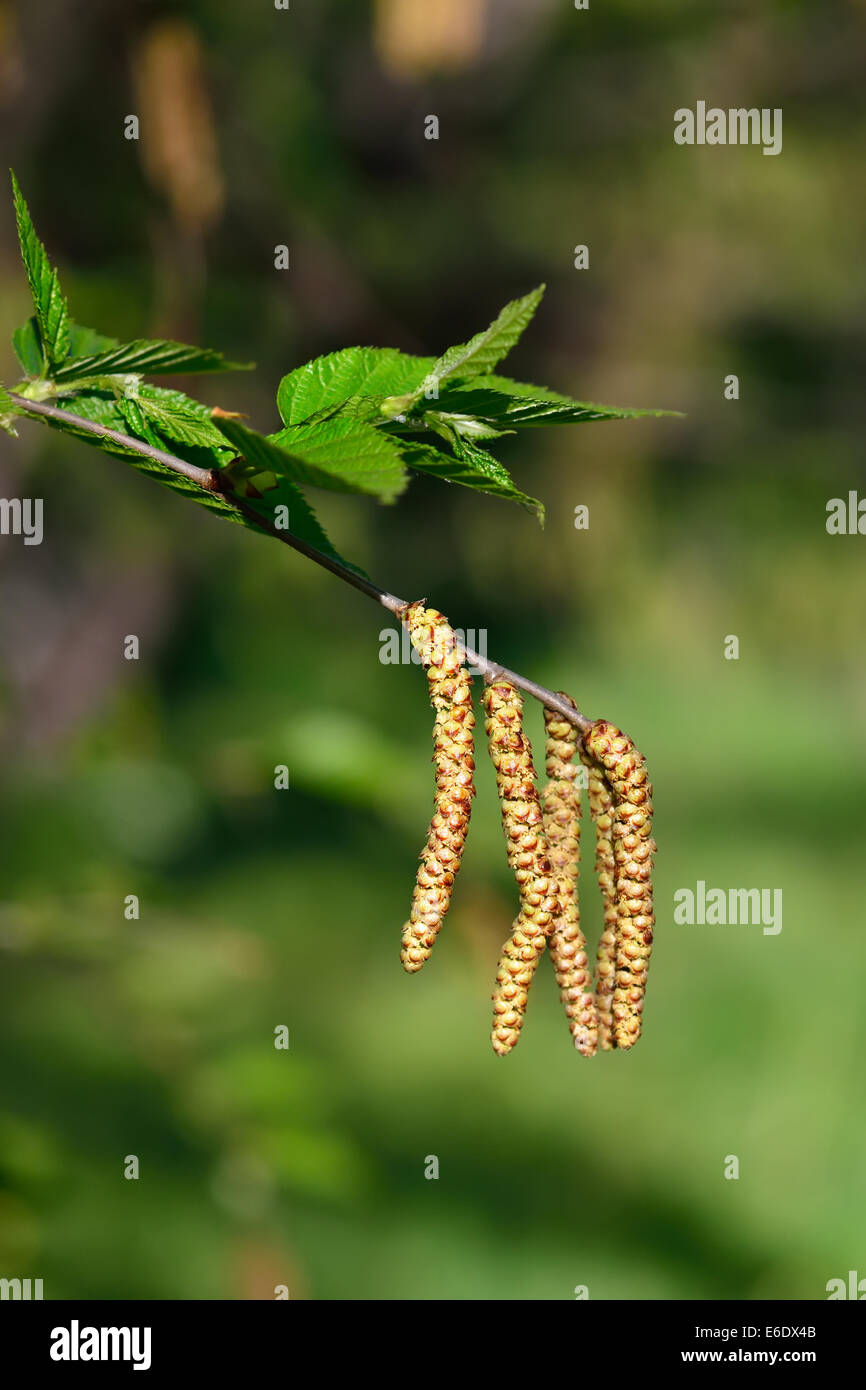 Cherry birch hi-res stock photography and images - Alamy