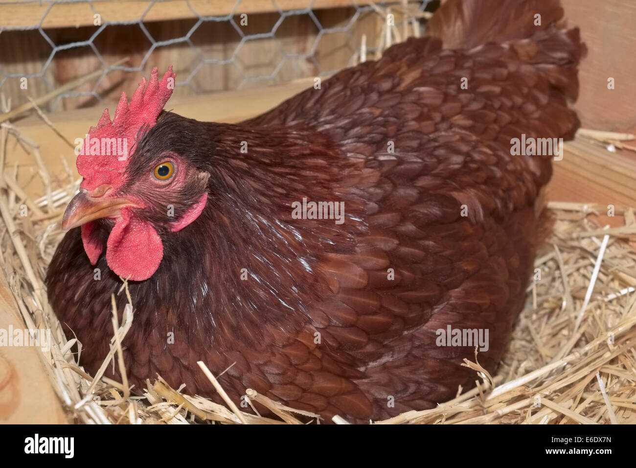Rhode island red chicken hi-res stock photography and images - Alamy