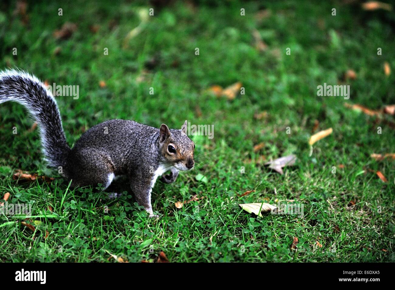 A grey squirrel in Kelvingrove Park, Glasgow Stock Photo - Alamy