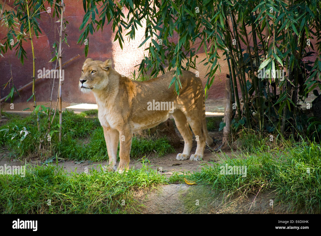 Griffith park los angeles lion hi-res stock photography and images - Alamy