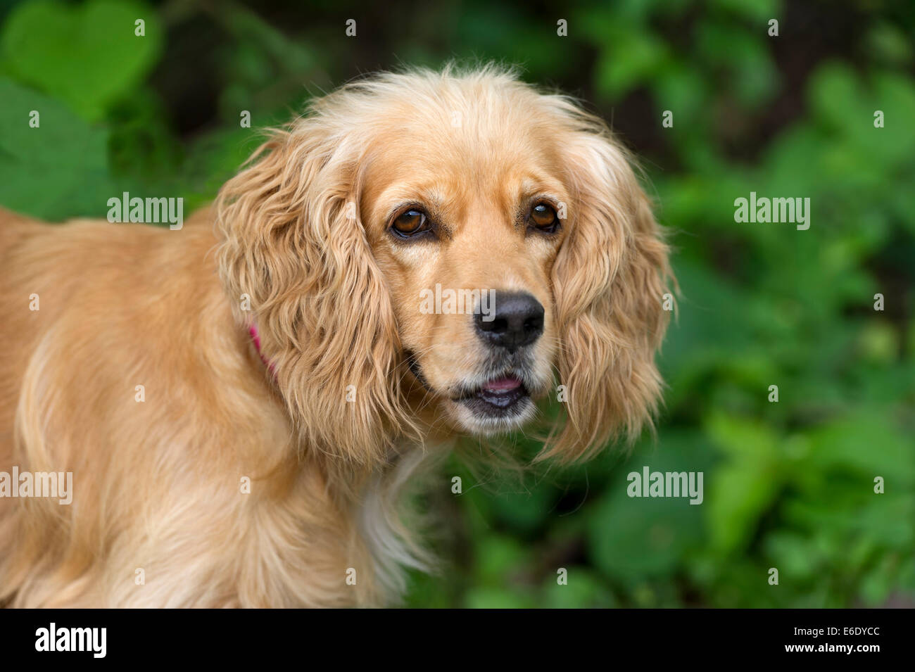 A cocker spaniel is looking Stock Photo - Alamy