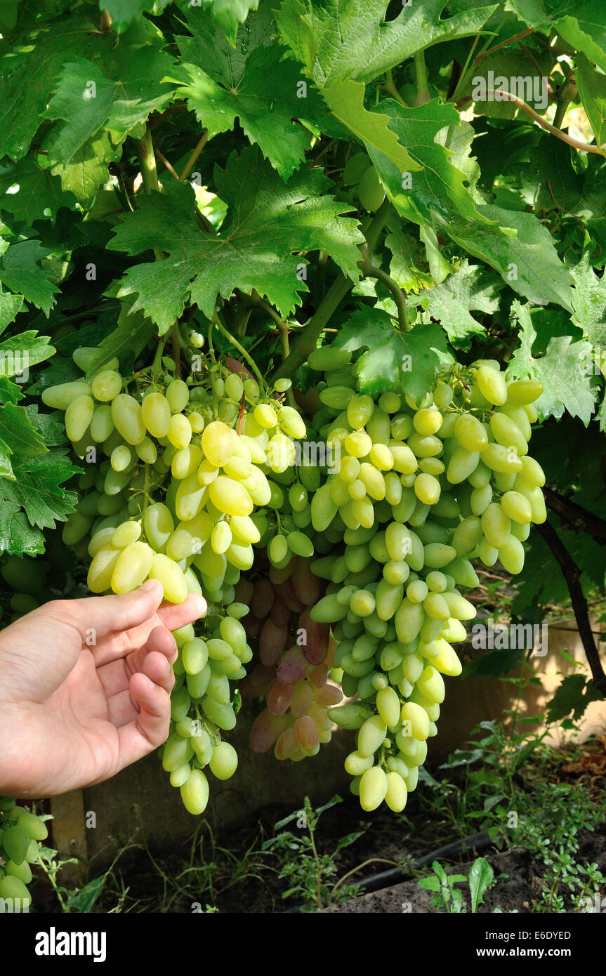 Hand holding grapes vineyard hi-res stock photography and images - Alamy