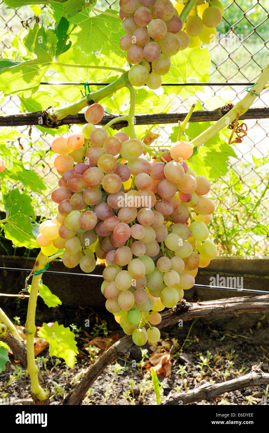 Vine cluster hi-res stock photography and images - Alamy