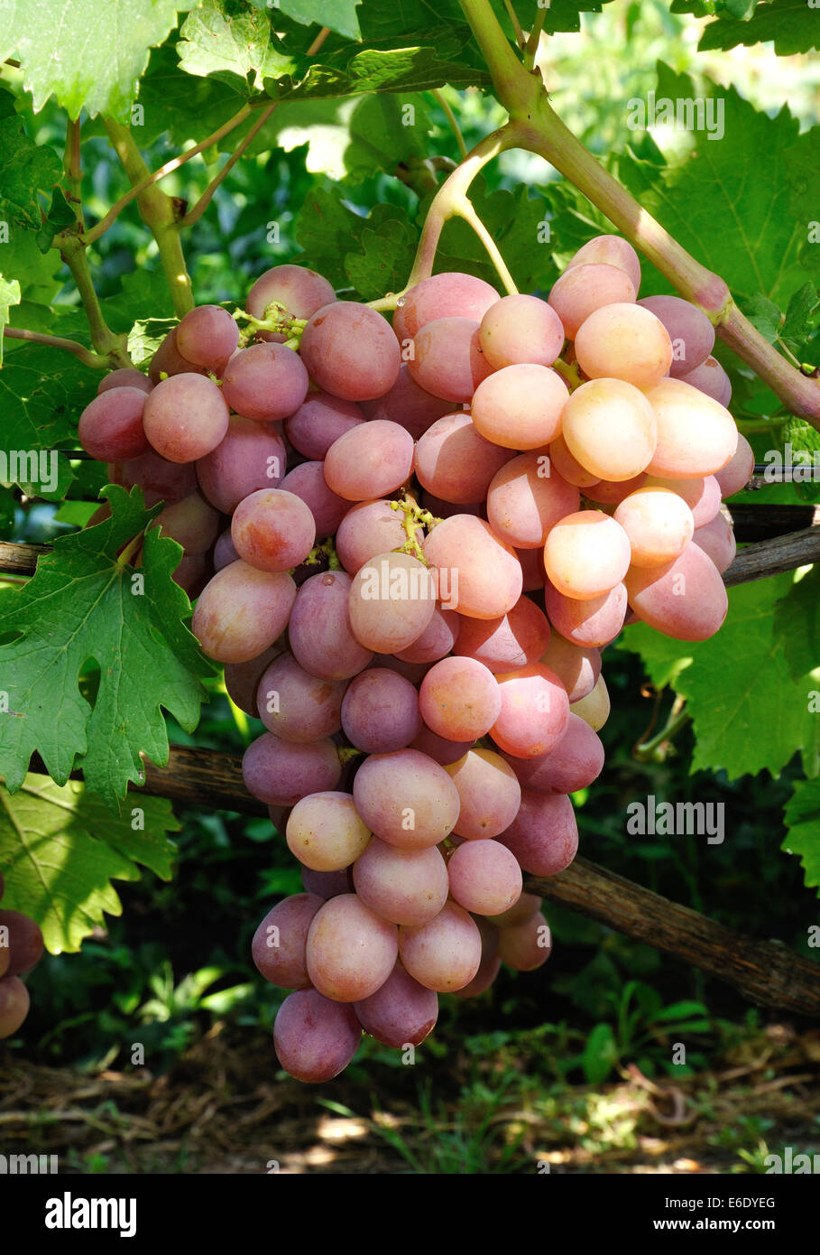 Bunch of pink grapes with leaves hi-res stock photography and images ...