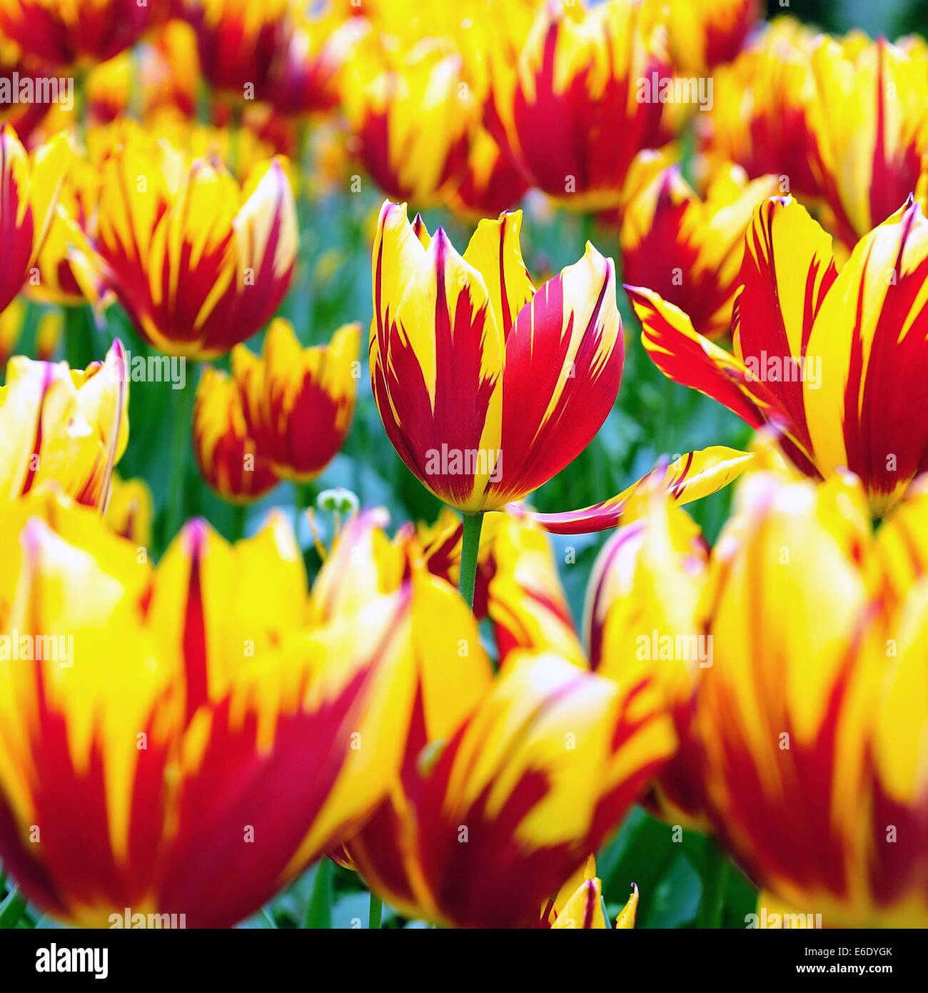 Banja Luka tulips in a field of fire in Brussels, Belgium Stock Photo ...