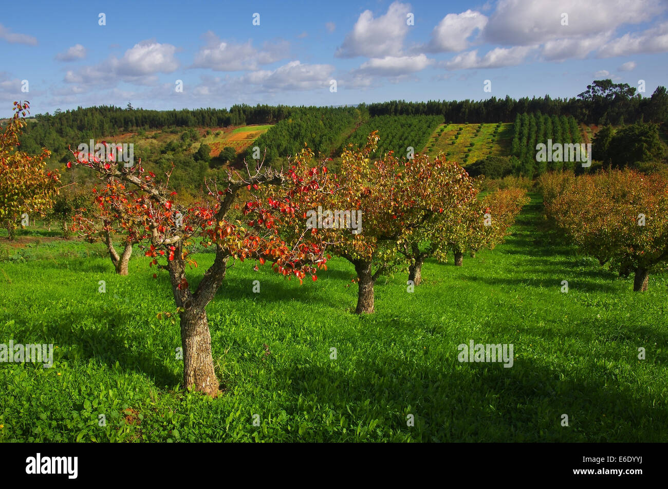 Beautiful countryside landscape with mountains, trees, and green grass ...