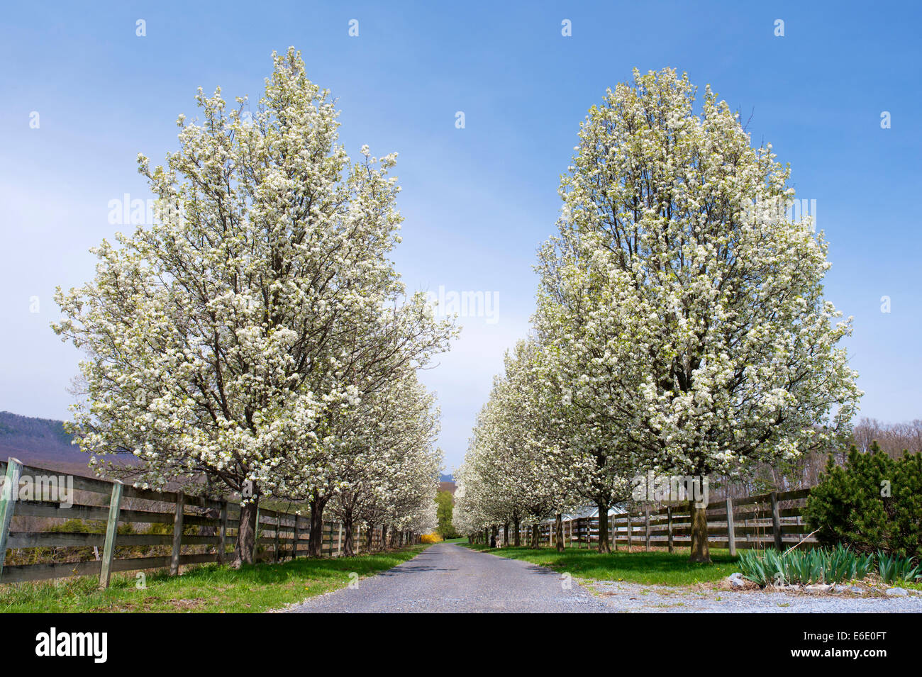 Spring blooming trees hi-res stock photography and images - Alamy